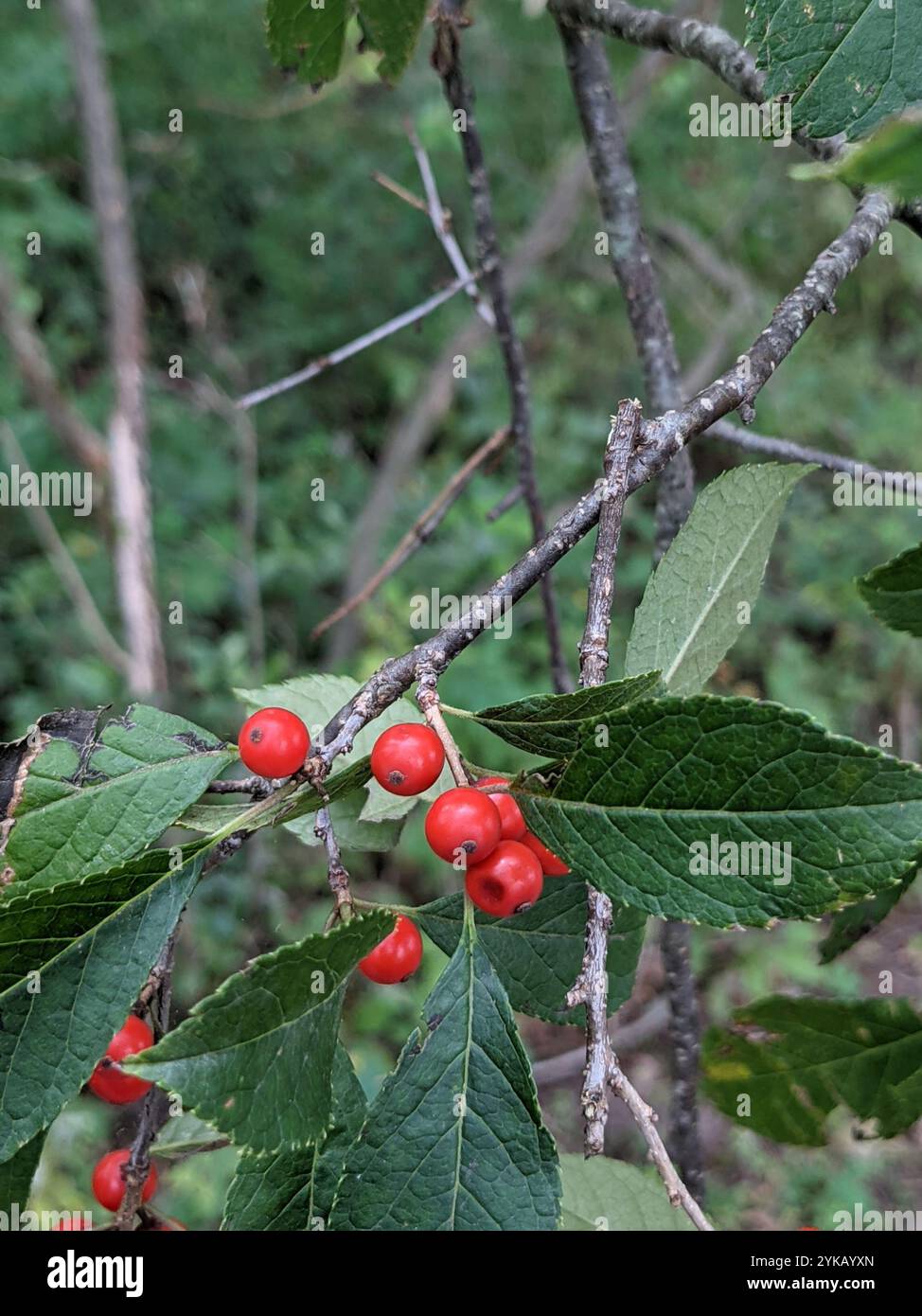 winterberry holly (Ilex verticillata Stock Photo - Alamy