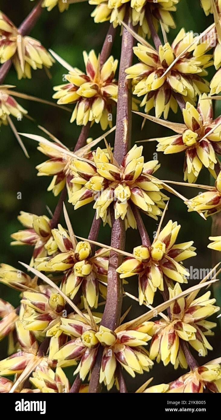 Spiny-headed Mat-rush (Lomandra longifolia Stock Photo - Alamy