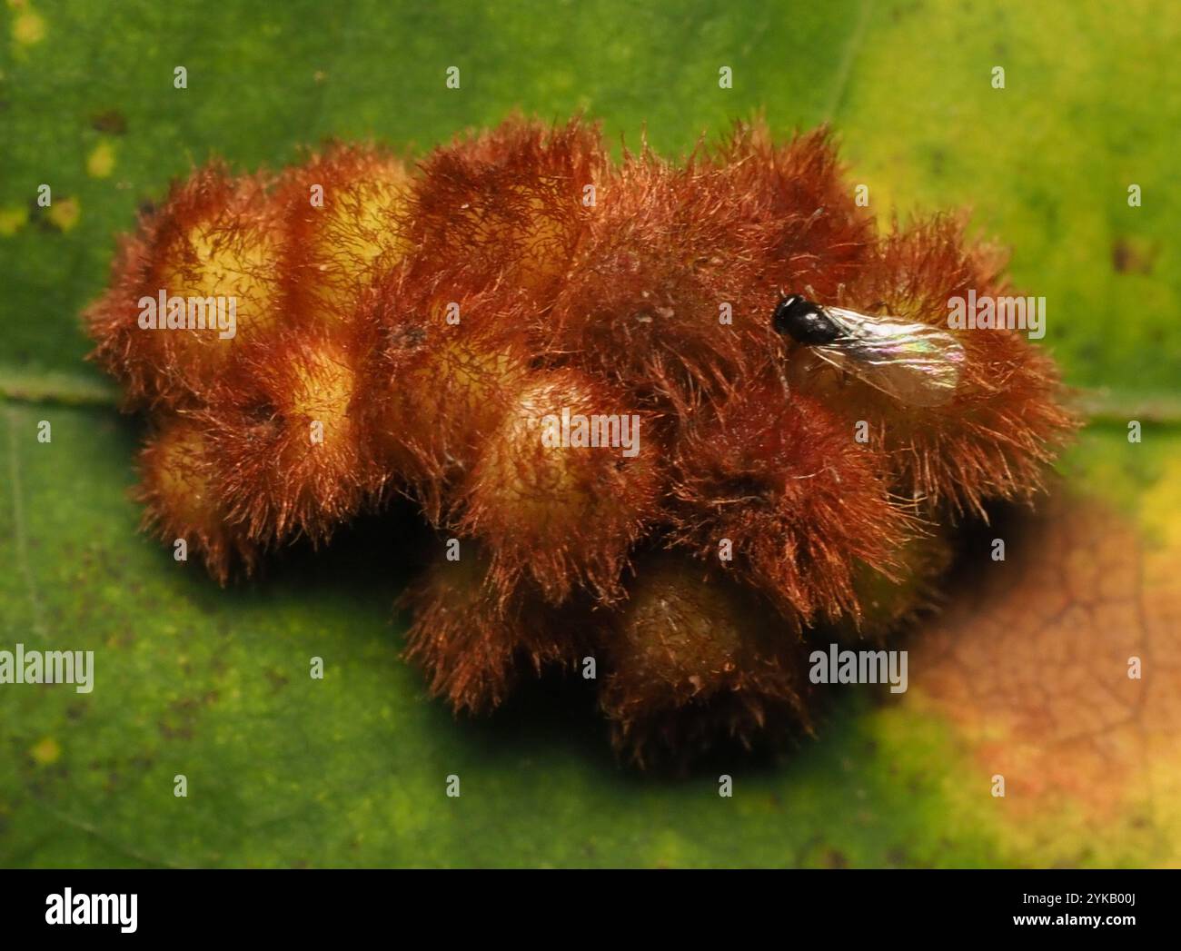 Furry Oak Leaf Gall Wasp (Callirhytis furva Stock Photo - Alamy