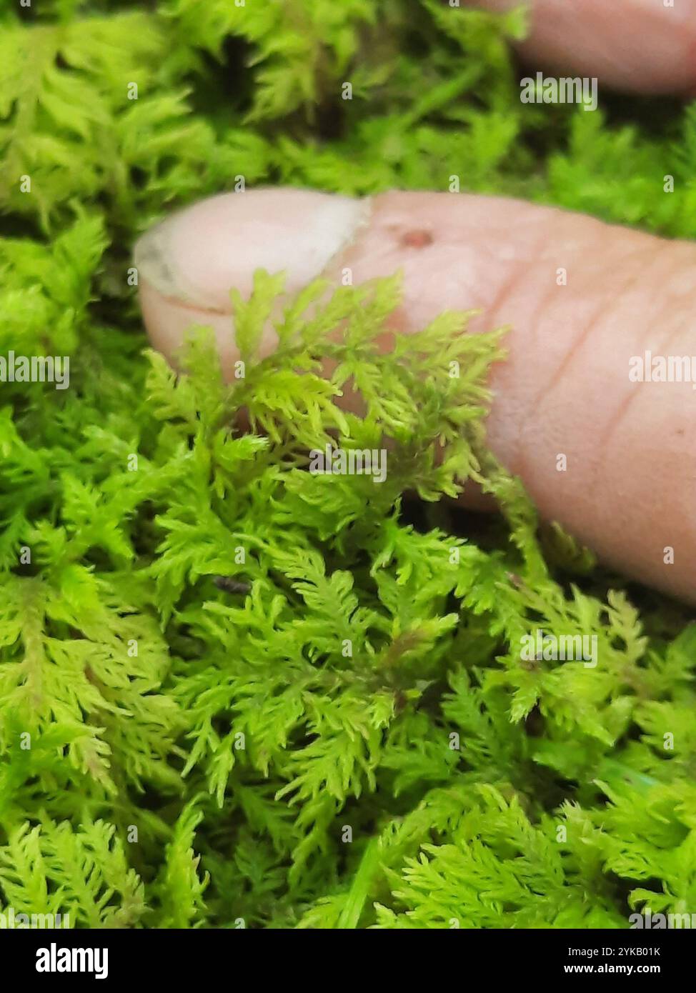 delicate fern moss (Thuidium delicatulum Stock Photo - Alamy