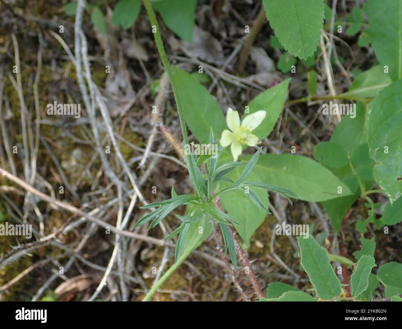 Cutleaf Anemone (Anemone multifida Stock Photo - Alamy