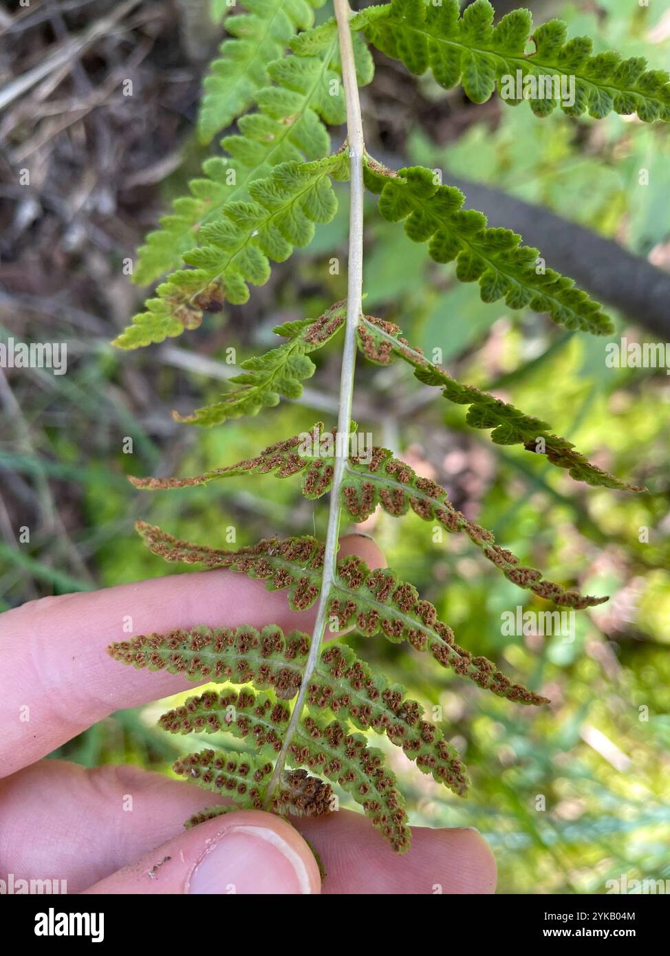crested wood fern (Dryopteris cristata Stock Photo - Alamy