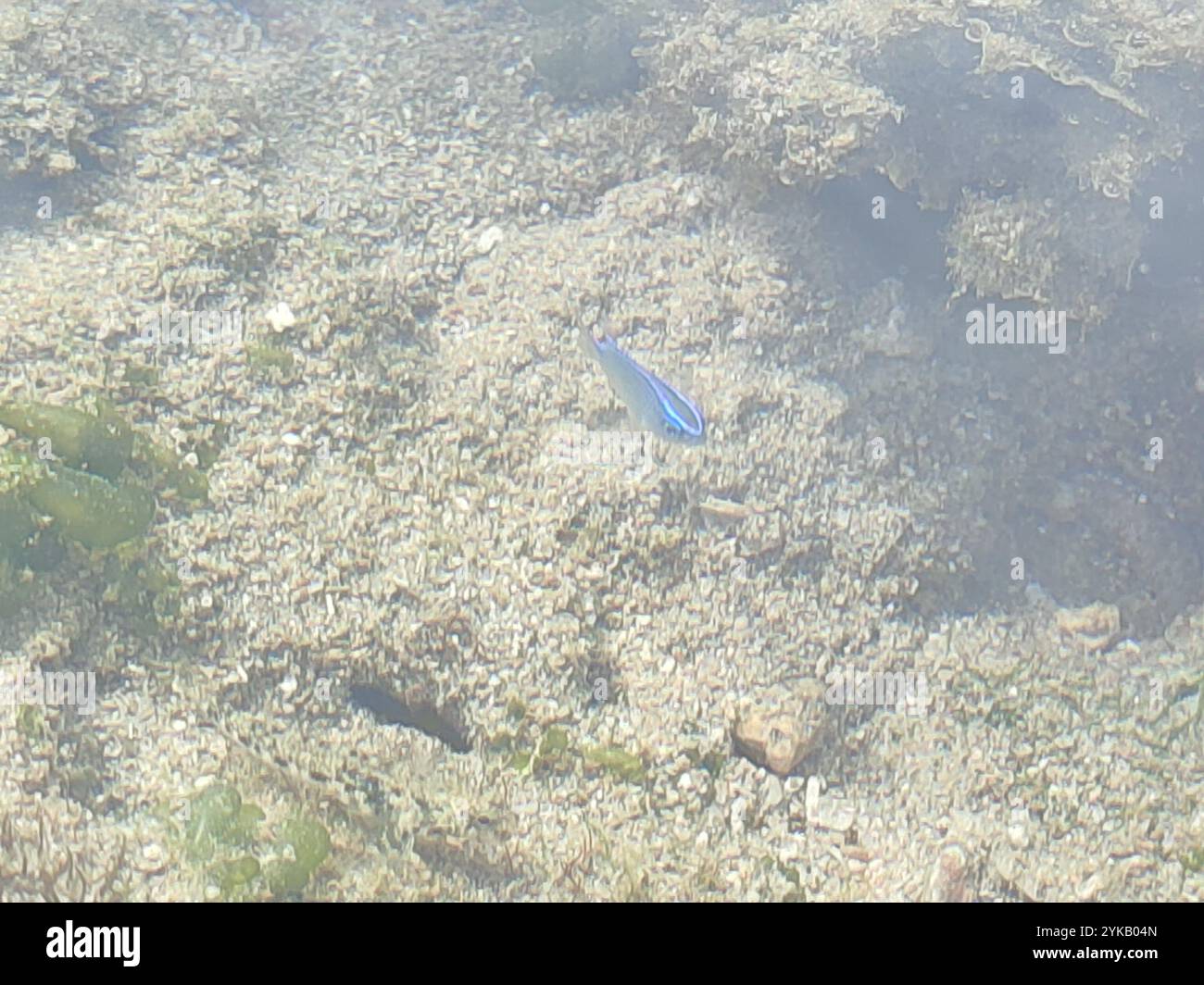 Chrysiptera glauca hi-res stock photography and images - Alamy