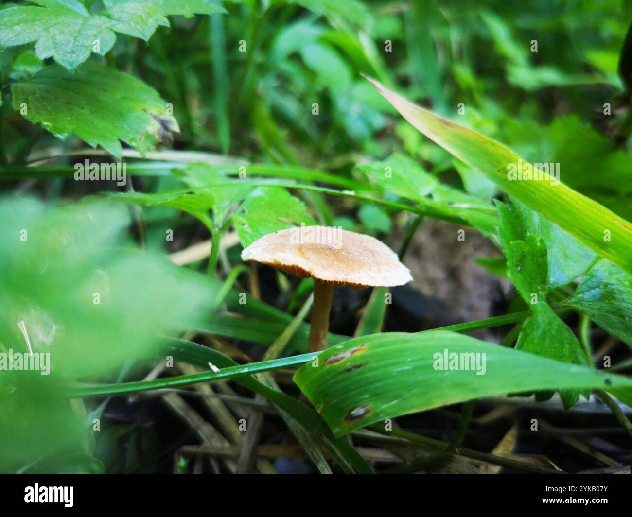 Orange Faint Foot Mushroom (Heimiomyces tenuipes Stock Photo - Alamy