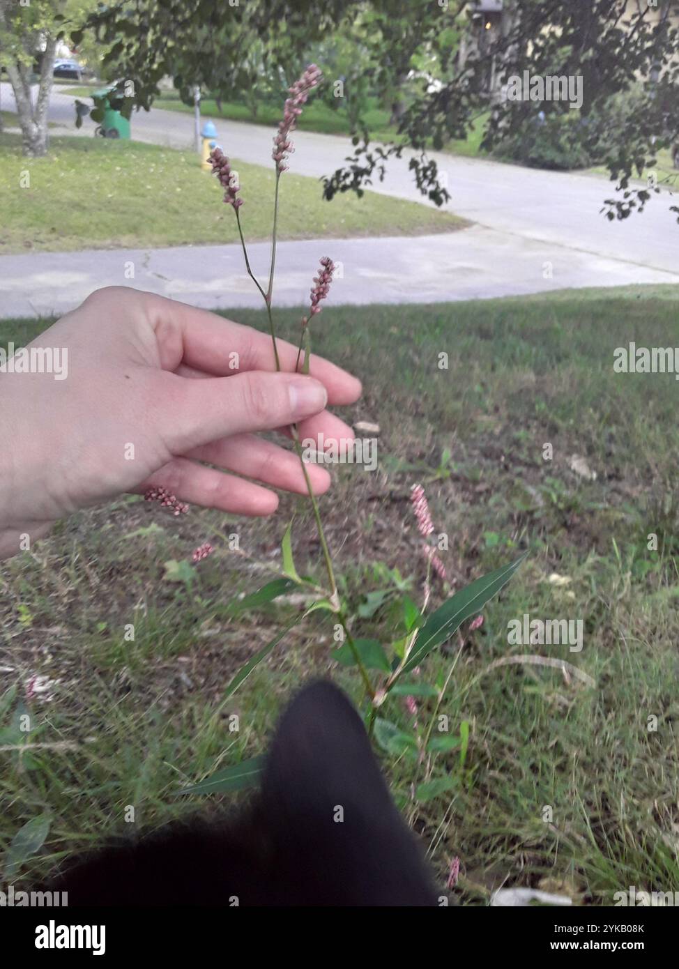 low smartweed (Persicaria longiseta Stock Photo - Alamy