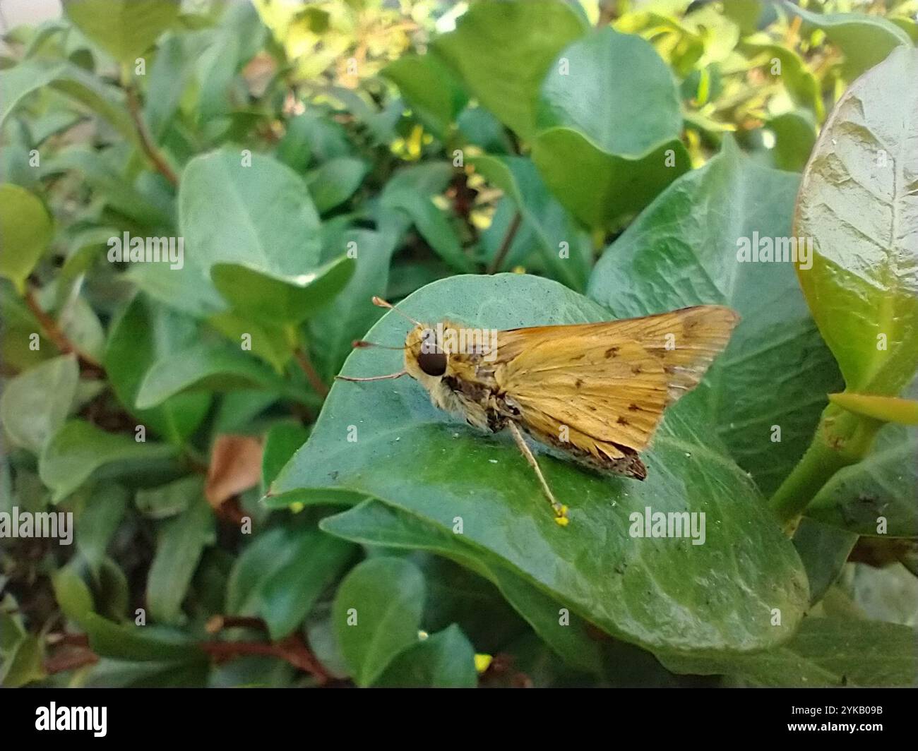 Fiery Skipper (Hylephila phyleus Stock Photo - Alamy