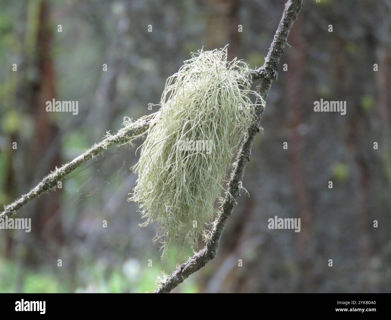 Witch's Hair Lichens (Alectoria Stock Photo - Alamy