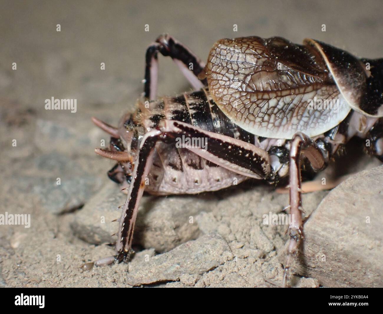 Great Grig (Cyphoderris monstrosa Stock Photo - Alamy