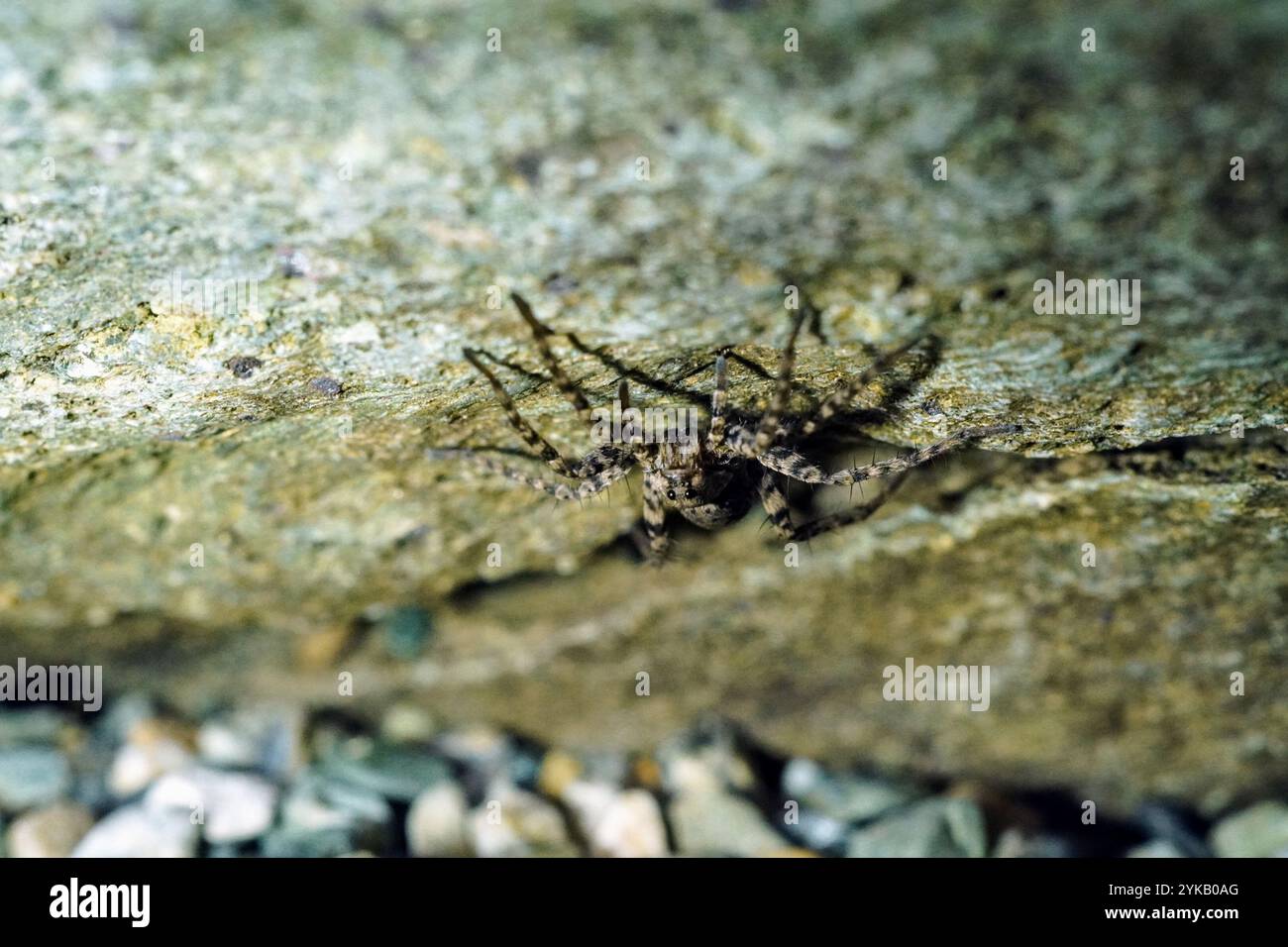 Thin-legged Wolf Spiders (Pardosa Stock Photo - Alamy