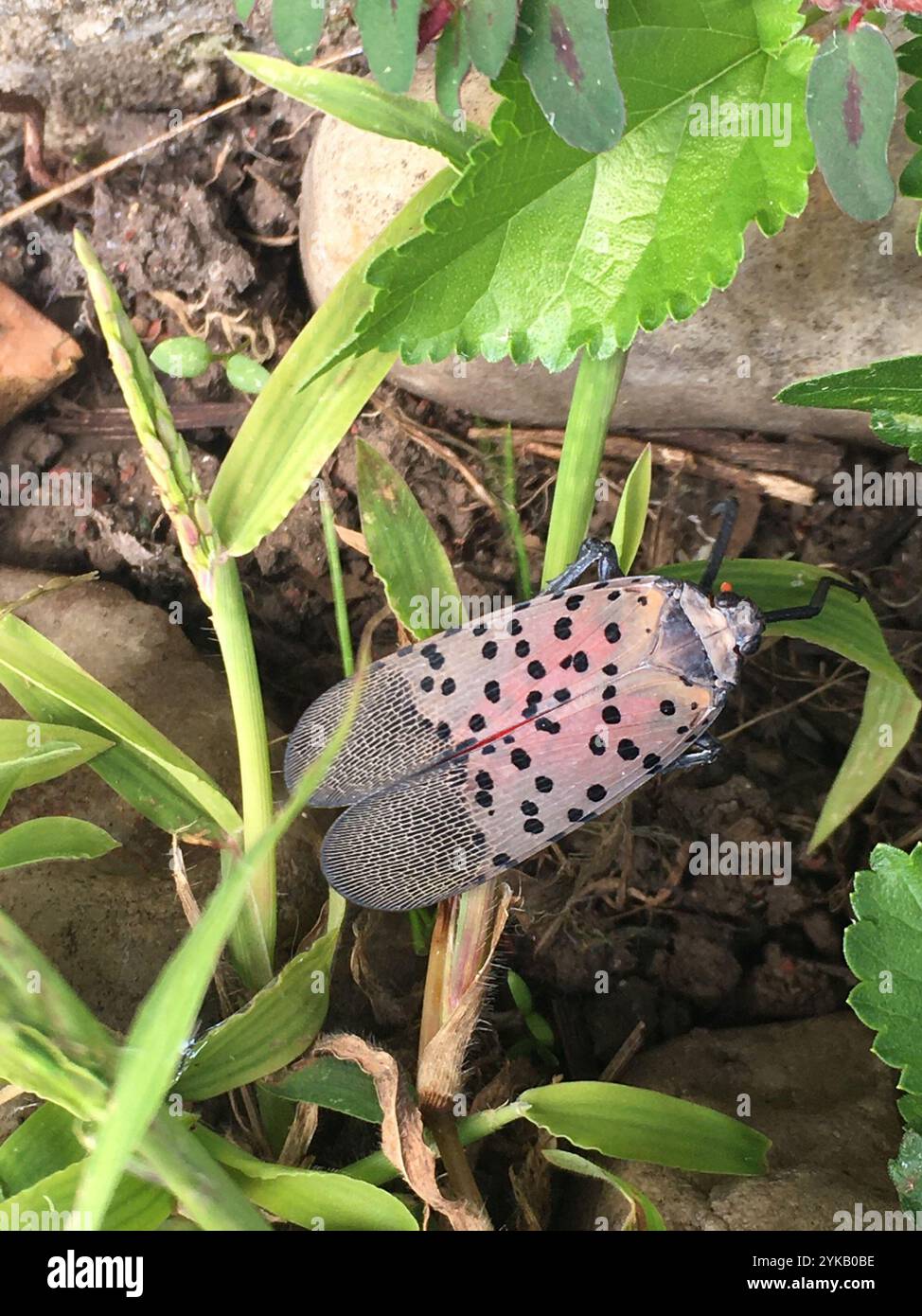 Spotted Lanternfly (Lycorma delicatula Stock Photo - Alamy
