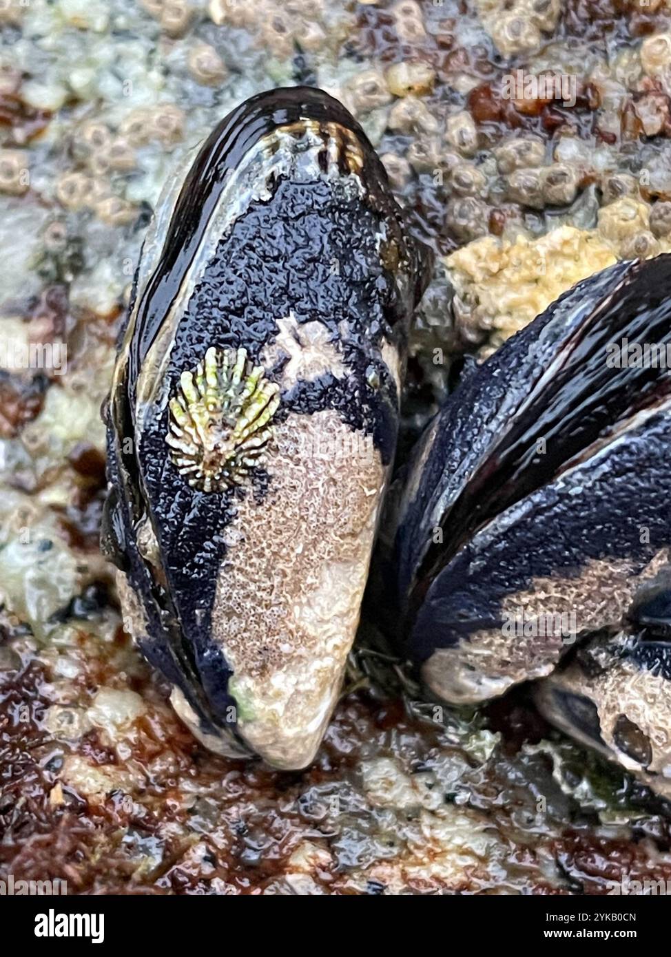 Rough Limpet (Lottia scabra Stock Photo - Alamy