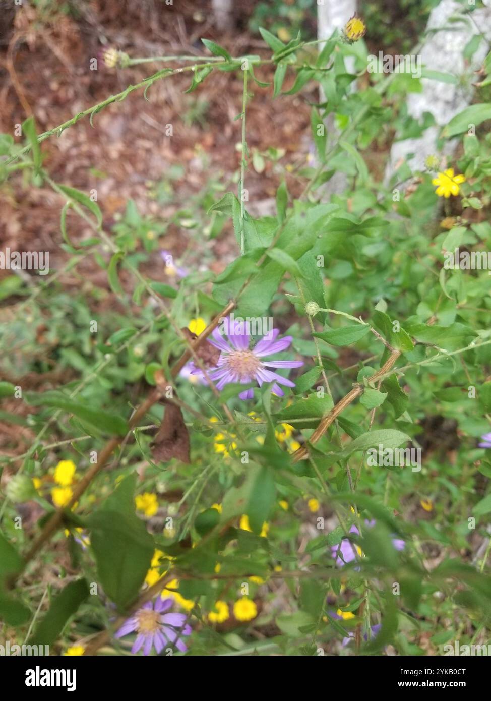 late purple aster (Symphyotrichum patens Stock Photo - Alamy