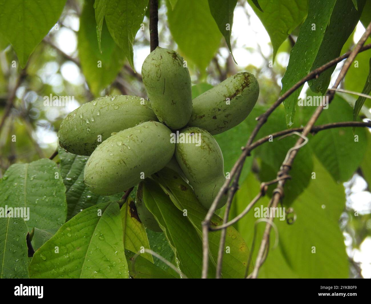 common pawpaw (Asimina triloba Stock Photo - Alamy