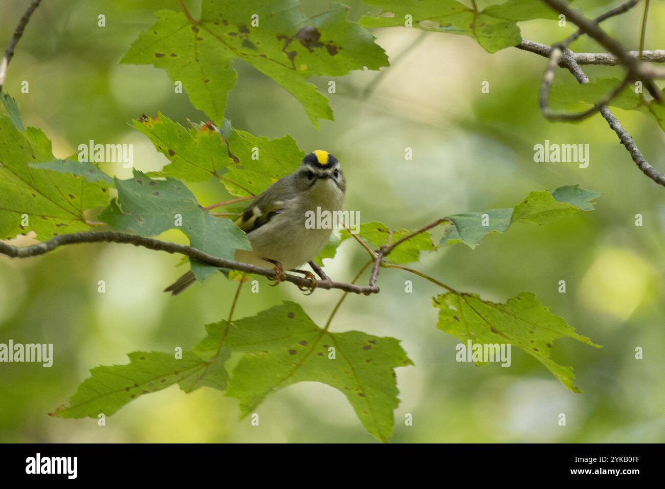 Golden-crowned Kinglet (Regulus satrapa Stock Photo - Alamy