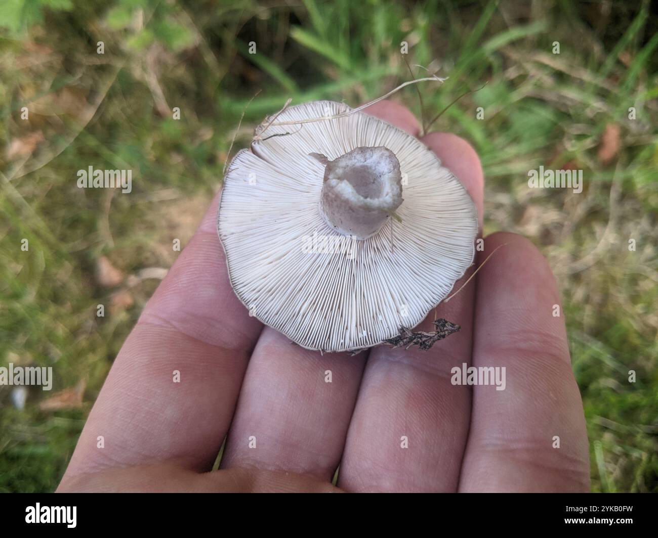 Slimy milkcap hi-res stock photography and images - Alamy
