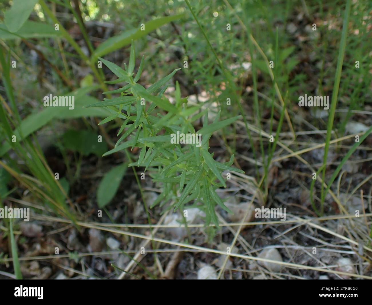 Northern Bedstraw (Galium boreale Stock Photo - Alamy