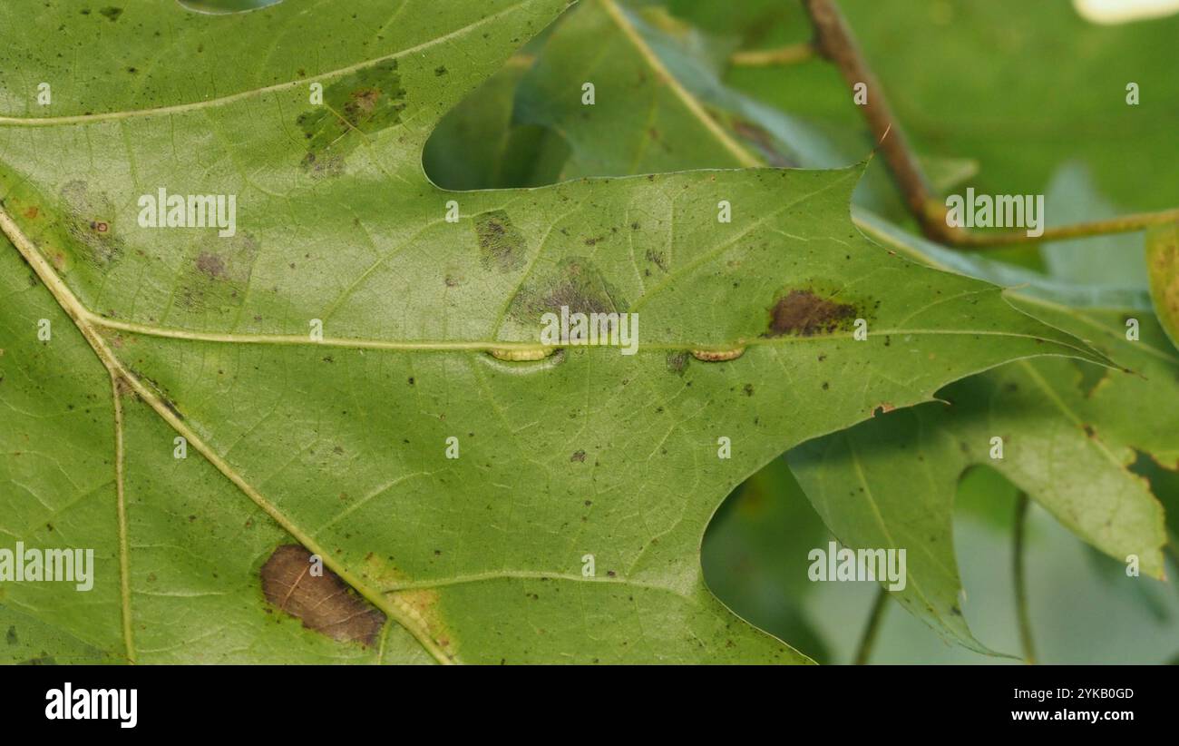 Contarinia hi-res stock photography and images - Alamy