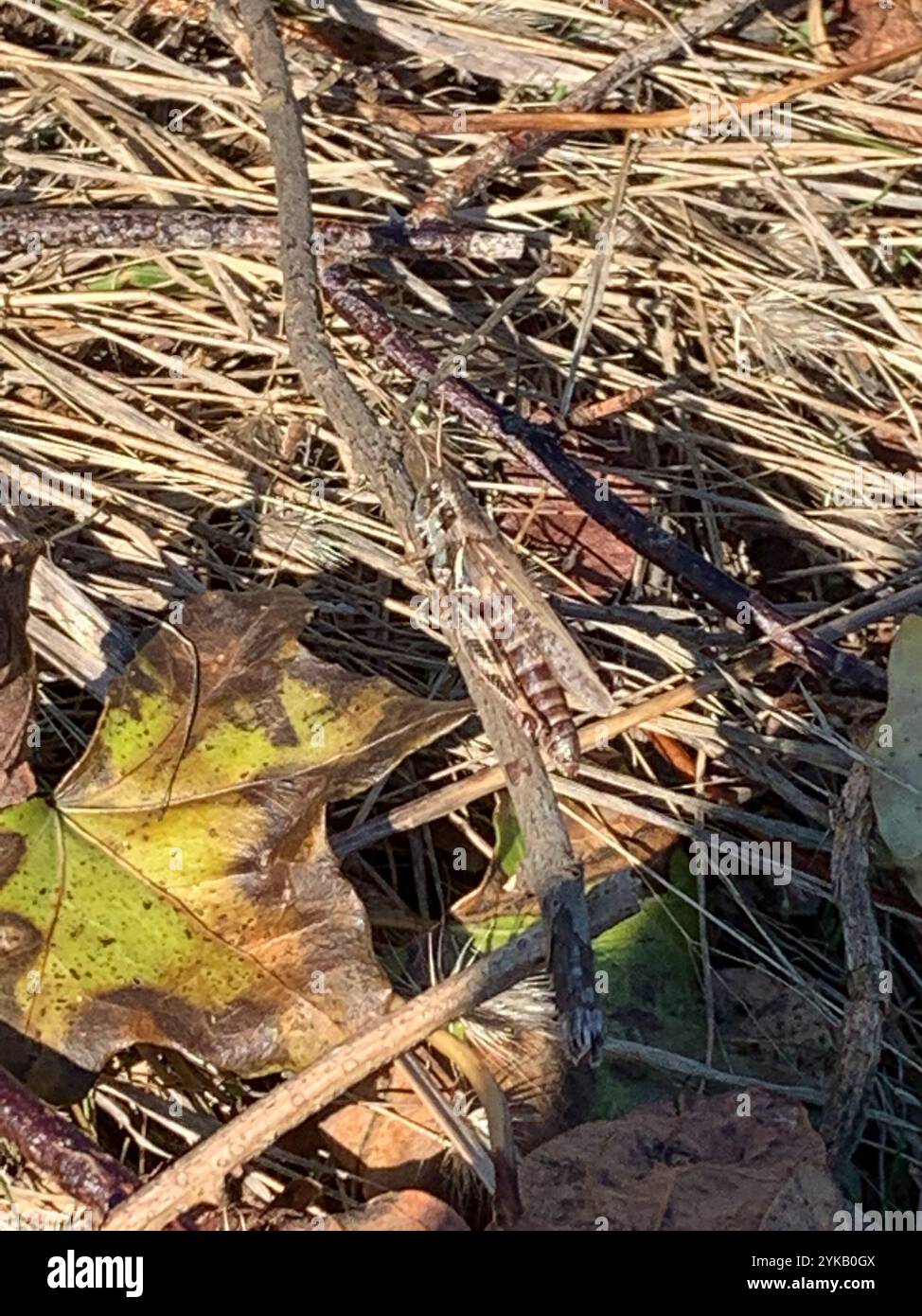Migratory Grasshopper (Melanoplus sanguinipes Stock Photo - Alamy