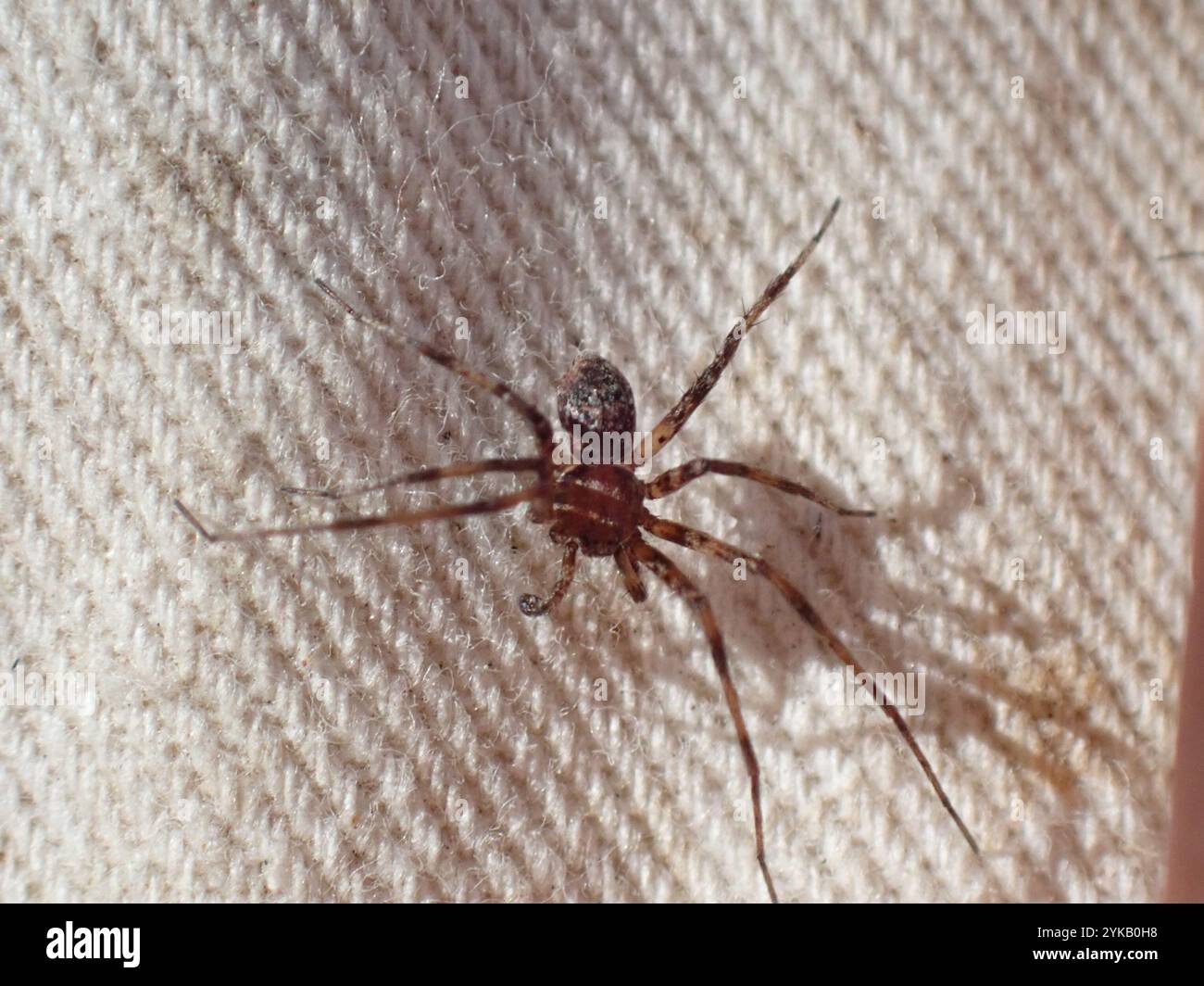 Running Crab Spiders (Philodromus Stock Photo - Alamy
