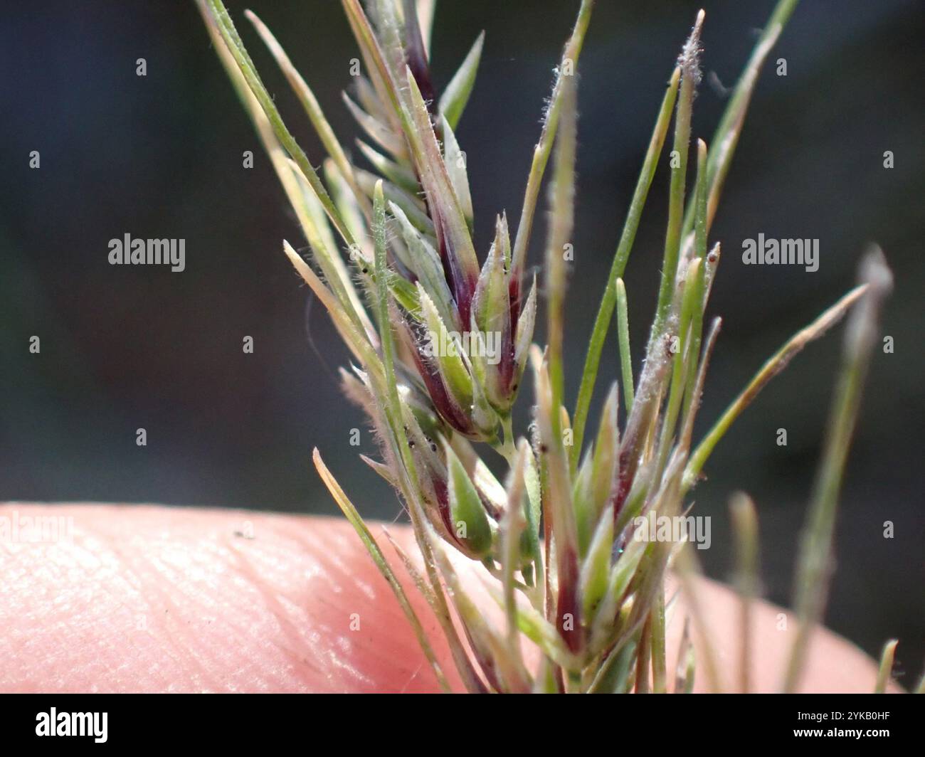Bulbous Bluegrass (Poa bulbosa Stock Photo - Alamy