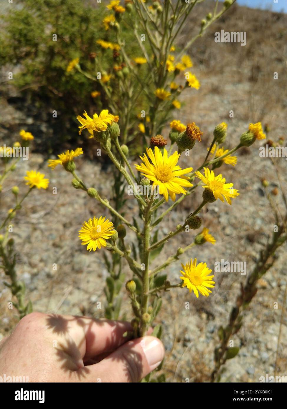 Telegraphweed (Heterotheca grandiflora Stock Photo - Alamy
