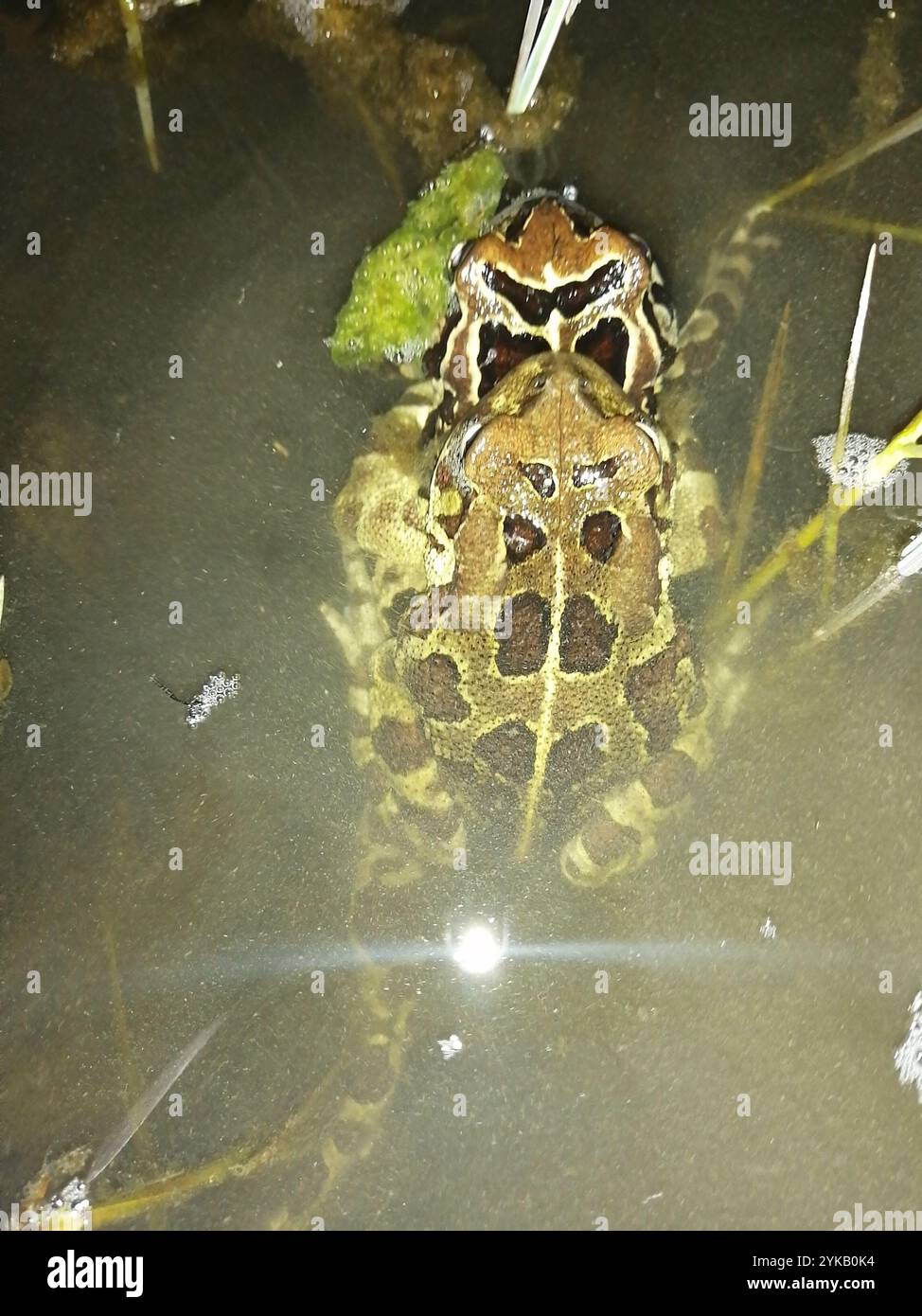 Western Leopard Toad (Sclerophrys pantherina Stock Photo - Alamy