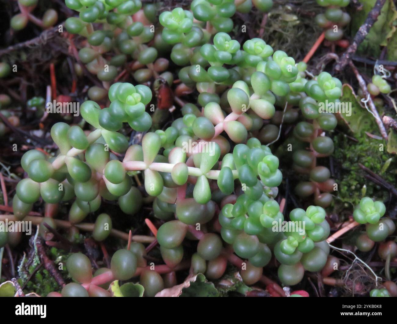 Pacific stonecrop (Sedum divergens Stock Photo - Alamy