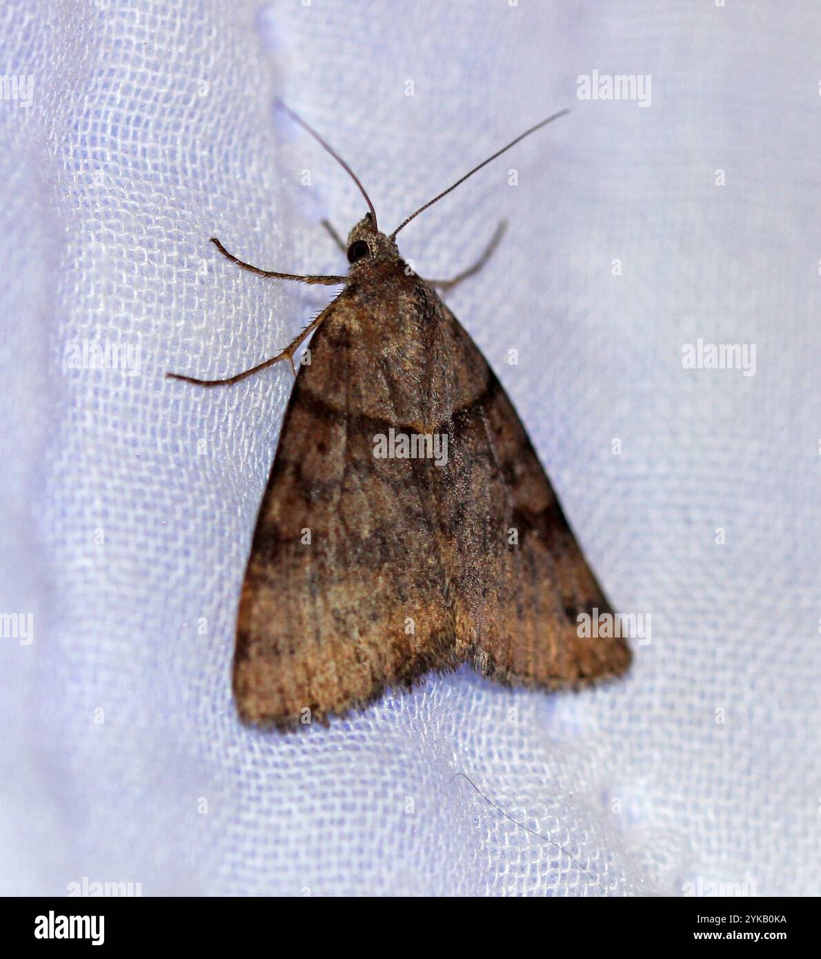 Crassiuscula hi-res stock photography and images - Alamy