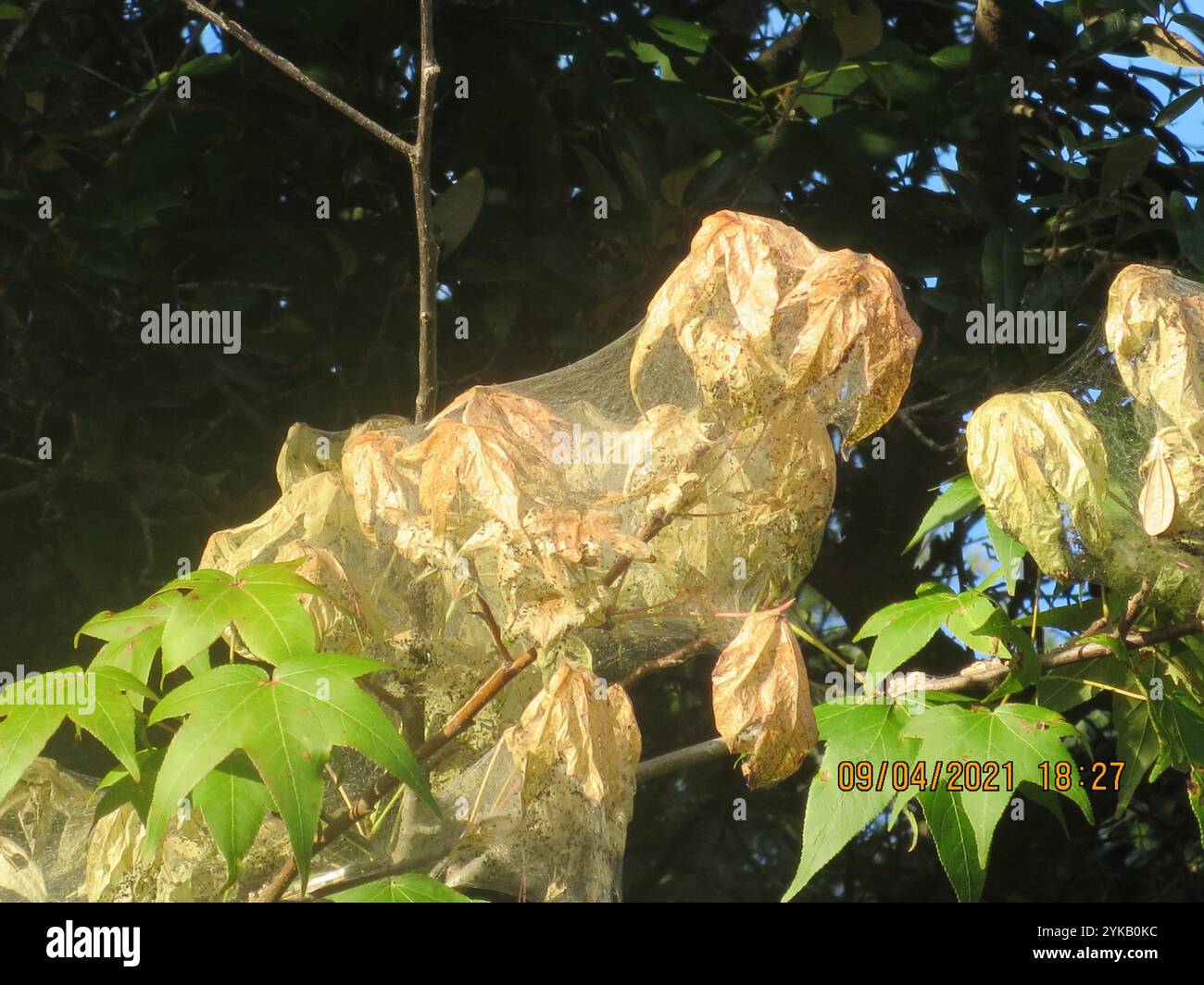 Fall Webworm Moth (Hyphantria cunea Stock Photo - Alamy
