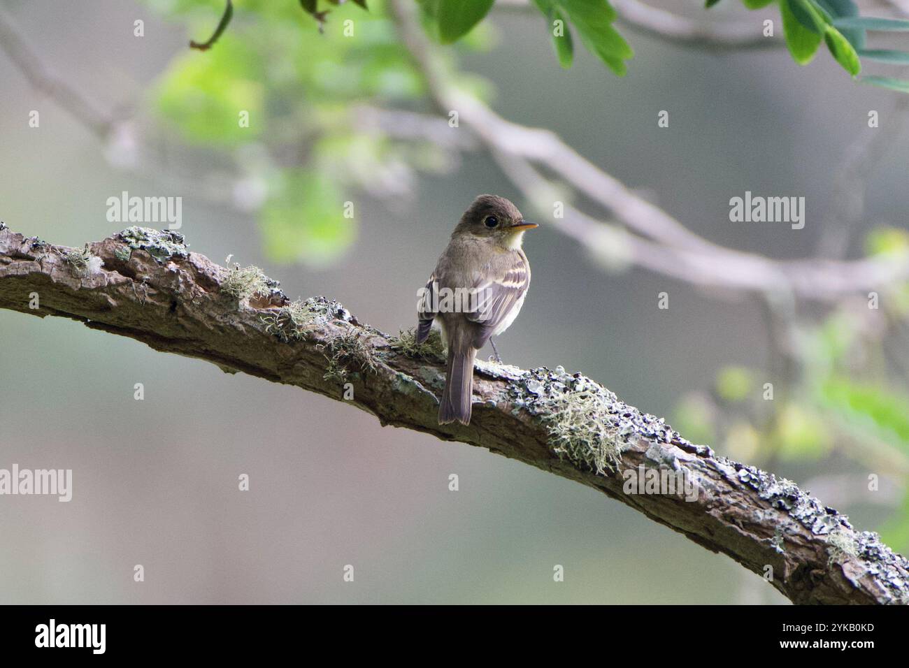 Western Flycatcher (Empidonax difficilis Stock Photo - Alamy