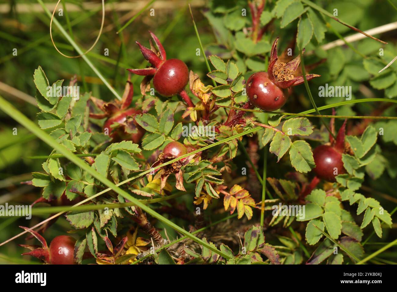 Burnet Rose (Rosa spinosissima Stock Photo - Alamy