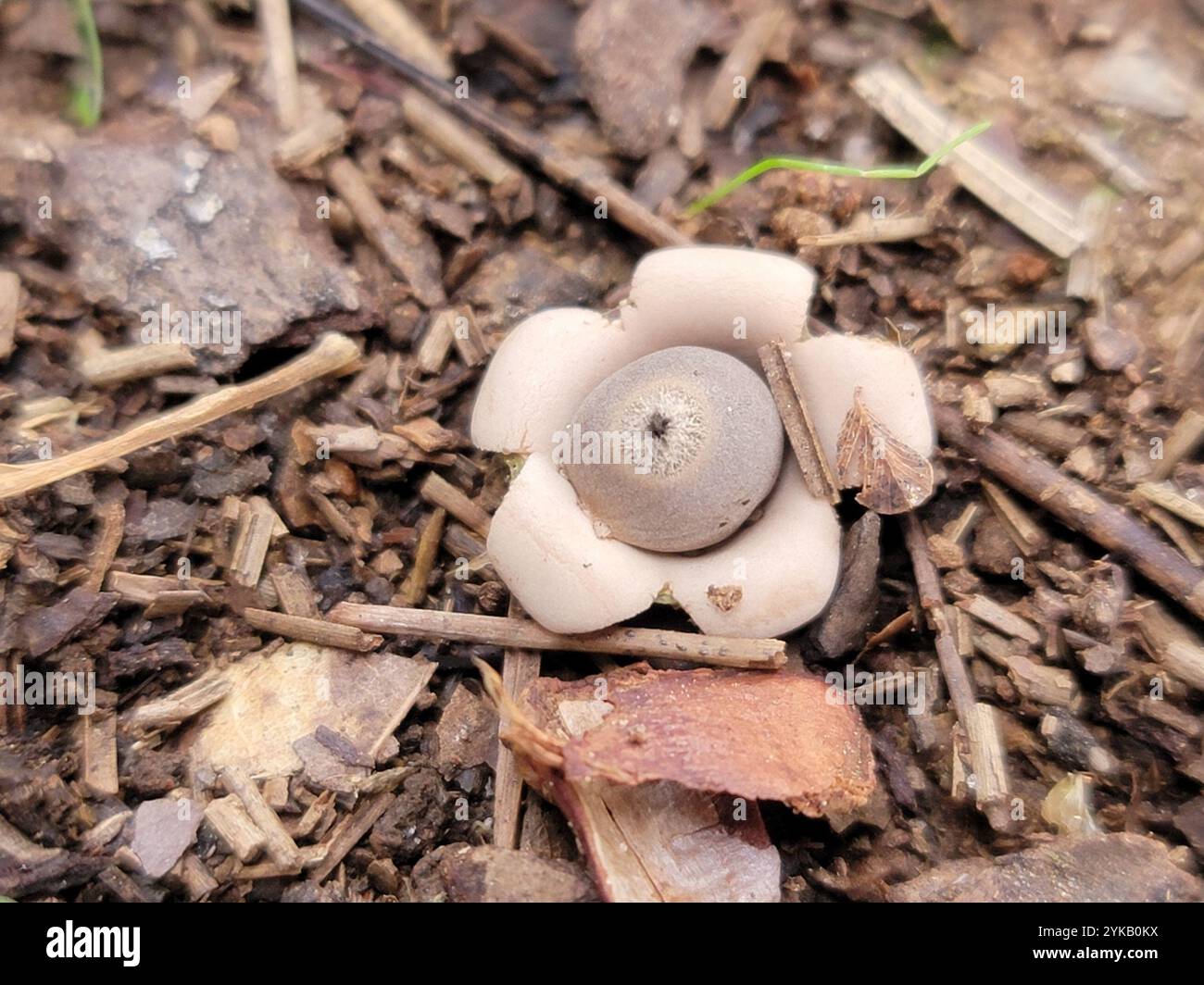 rounded earthstar (Geastrum saccatum Stock Photo - Alamy