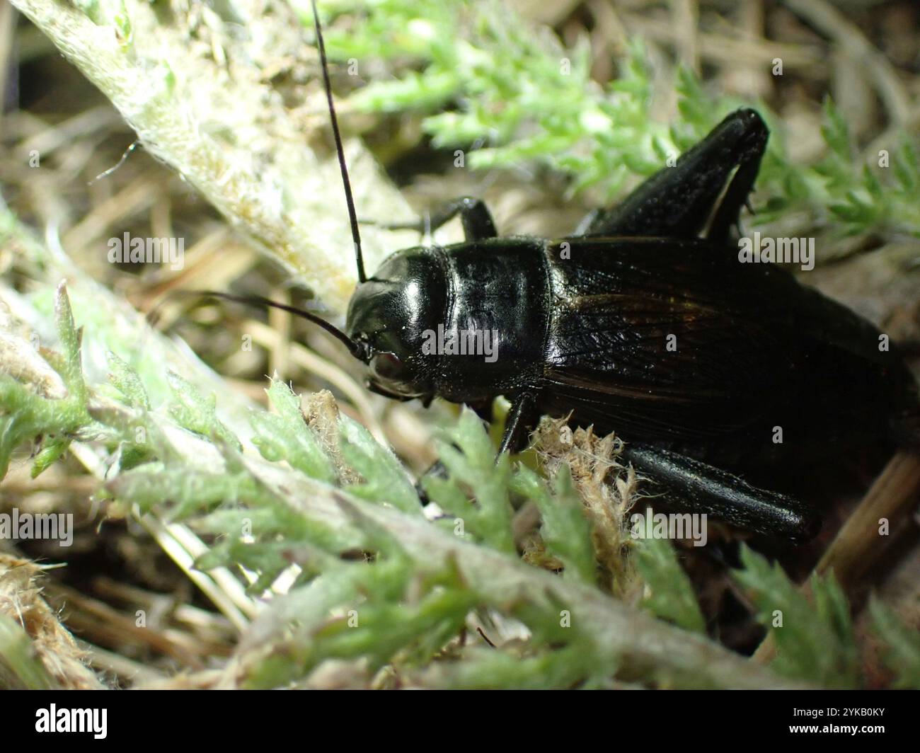 Spring Field Cricket (Gryllus veletis Stock Photo - Alamy
