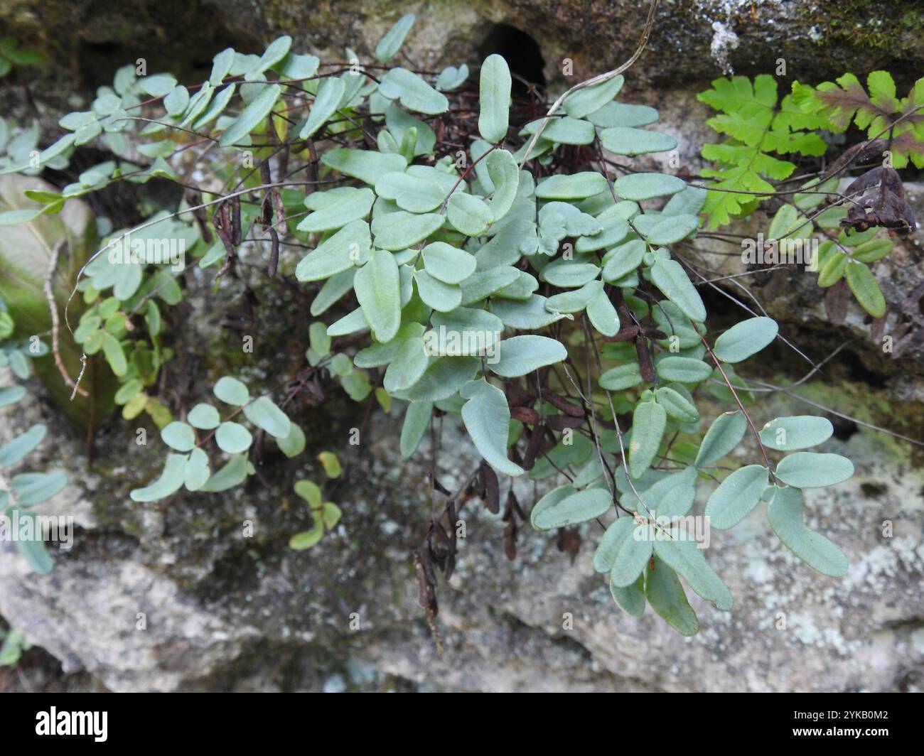 Cliffbrake hi-res stock photography and images - Alamy