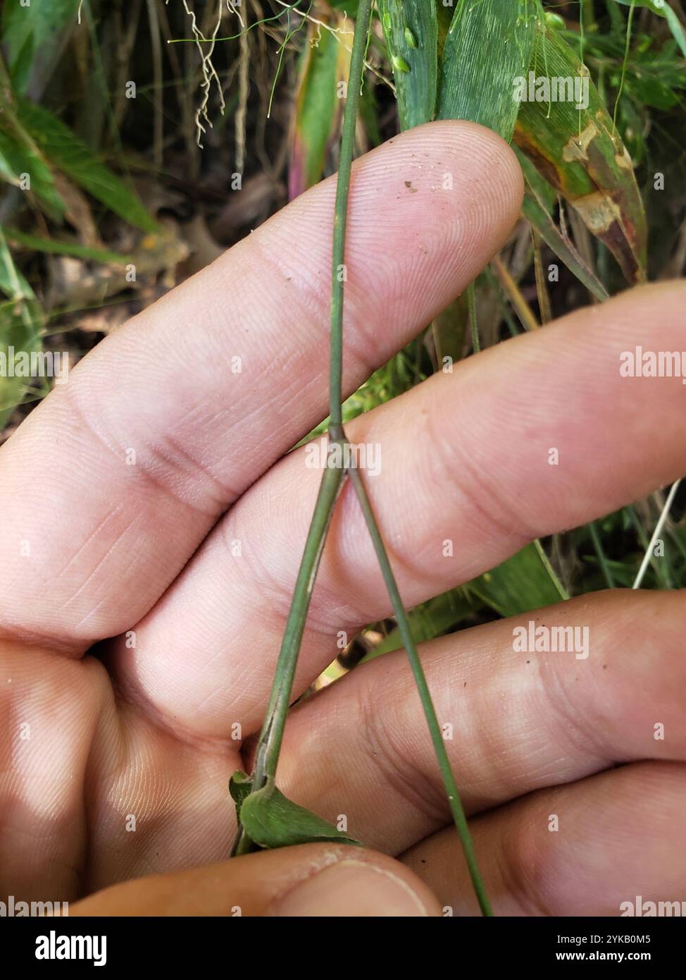 variable witchgrass (Dichanthelium commutatum Stock Photo - Alamy