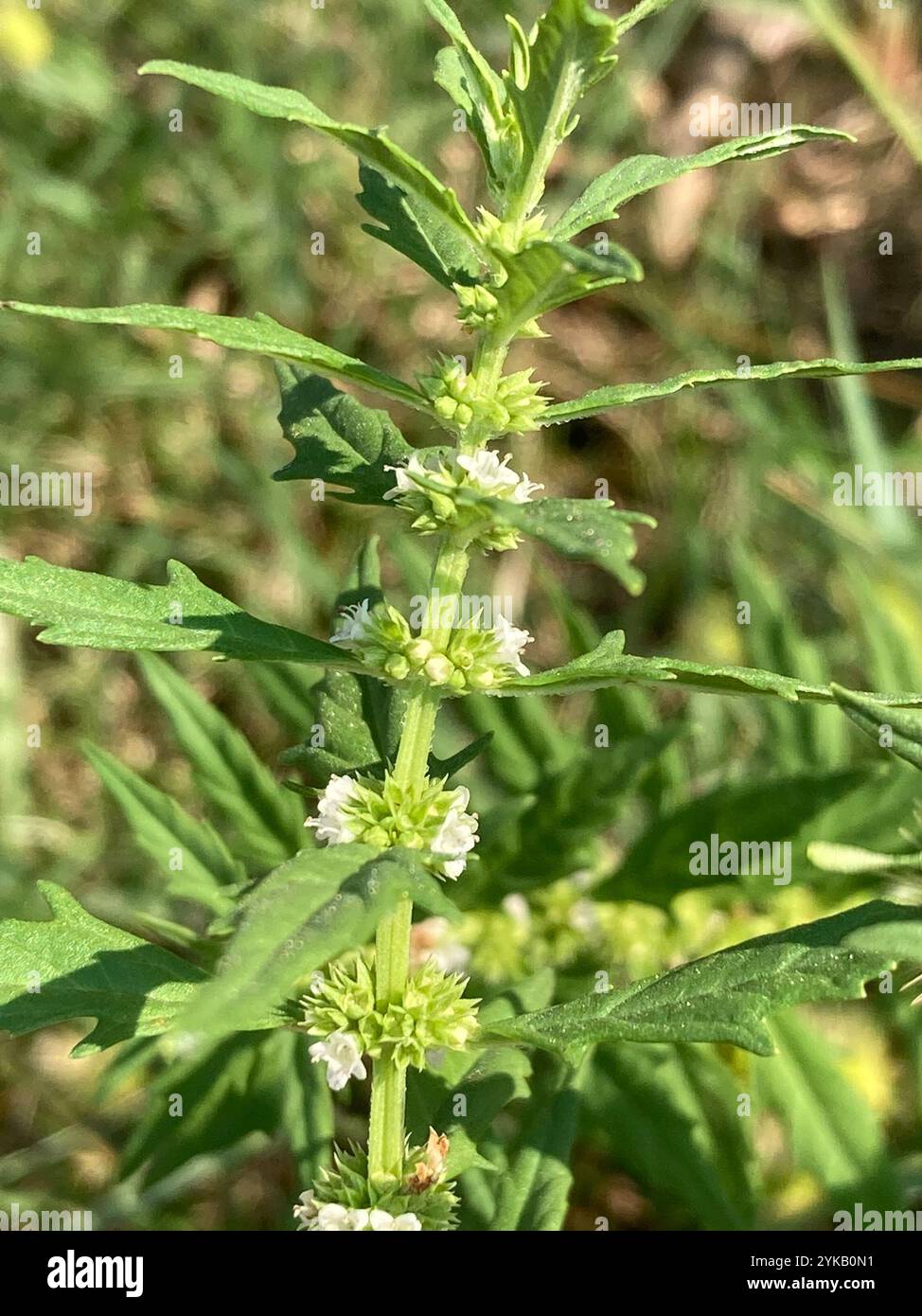 American bugleweed (Lycopus americanus Stock Photo - Alamy