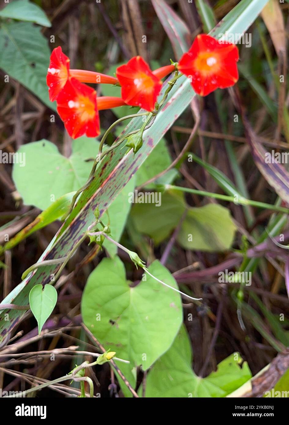 red morning glory (Ipomoea coccinea Stock Photo - Alamy