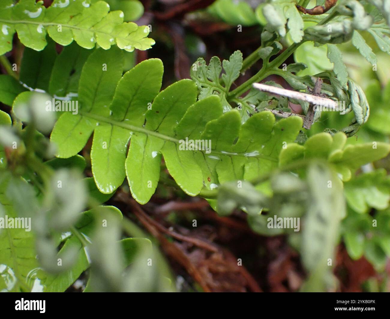 polypody ferns (Polypodium Stock Photo - Alamy