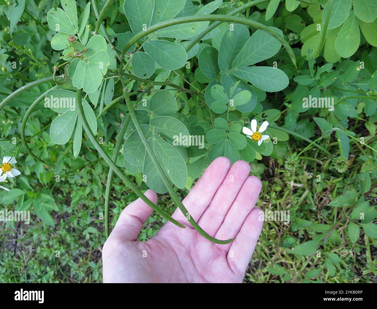 American Sicklepod (Senna obtusifolia Stock Photo - Alamy