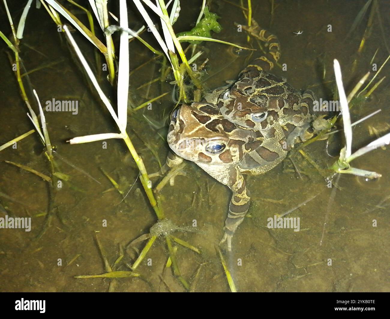 Western leopard toad hi-res stock photography and images - Alamy