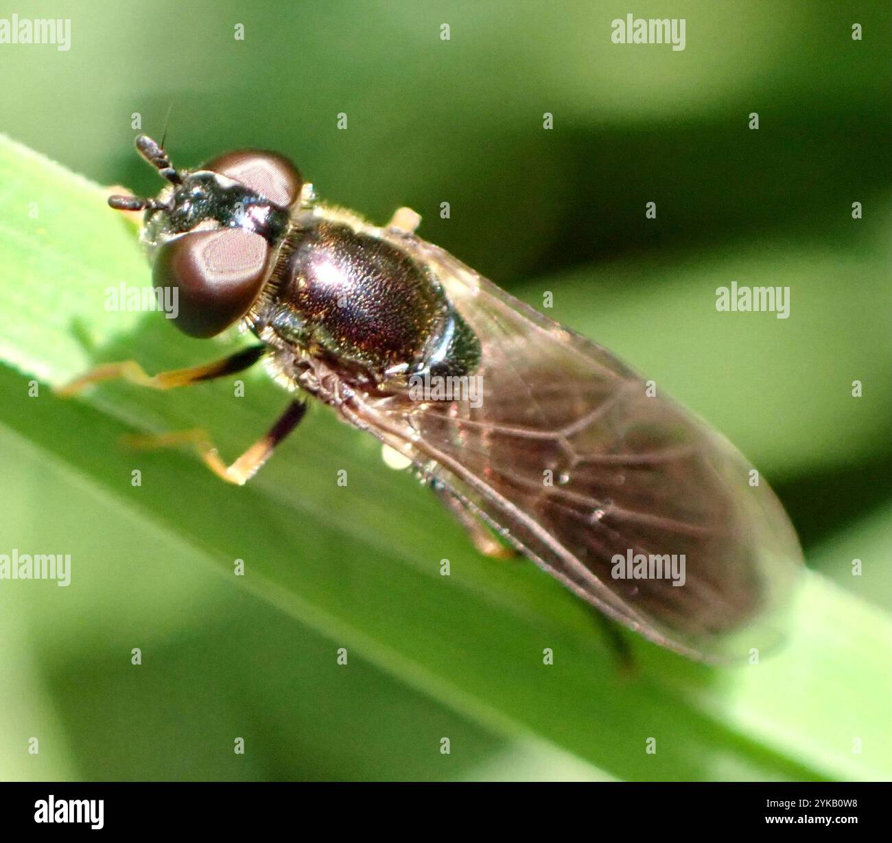 Pyrophaena rosarum hi-res stock photography and images - Alamy