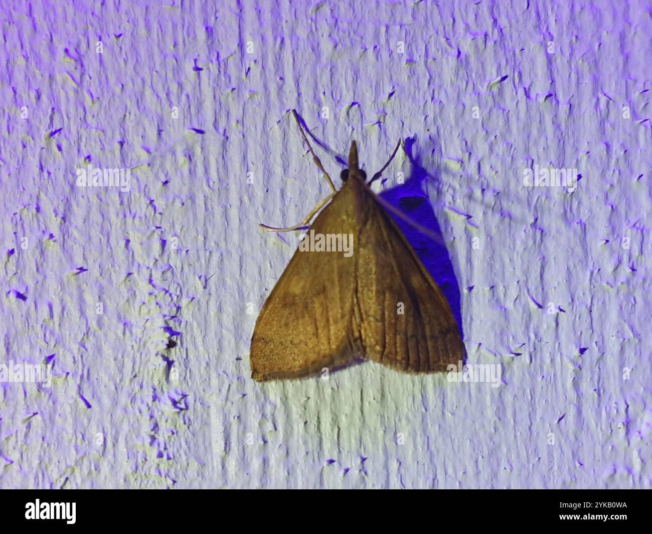 Rusty Dotted Triangle (Mnesictena flavidalis Stock Photo - Alamy