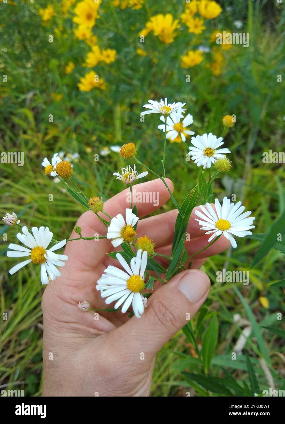 Boltonia asteroides hi-res stock photography and images - Alamy