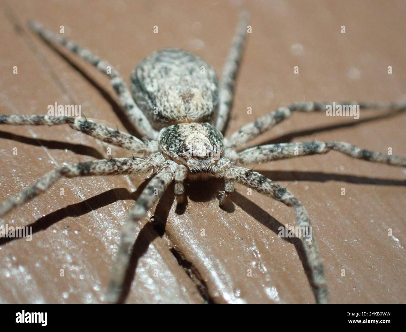 Running Crab Spiders (Philodromus Stock Photo - Alamy