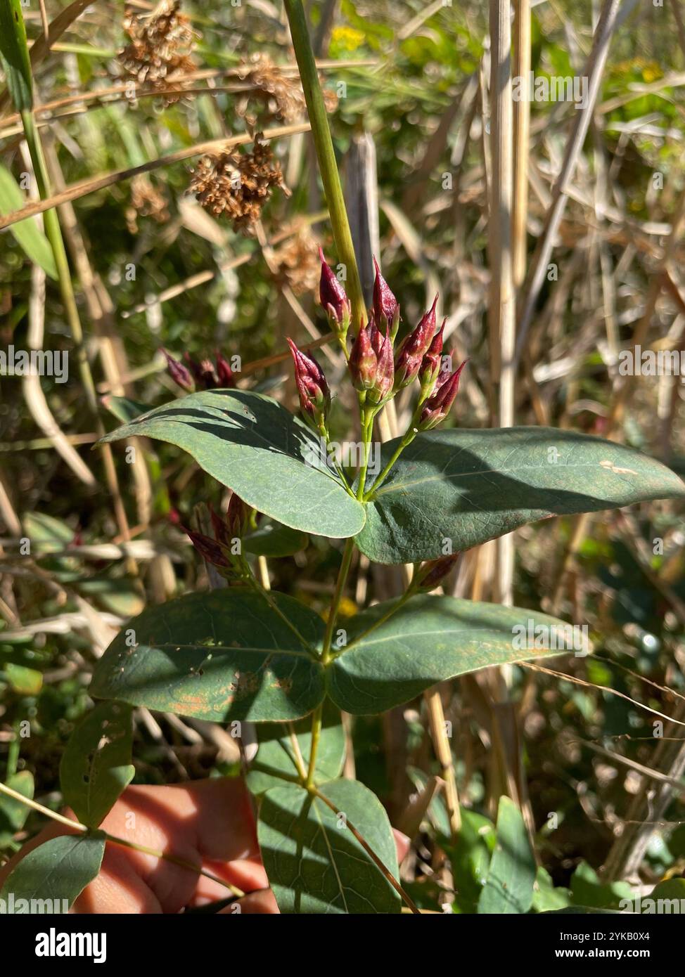 Virginia marsh St. John's-wort (Hypericum virginicum Stock Photo - Alamy