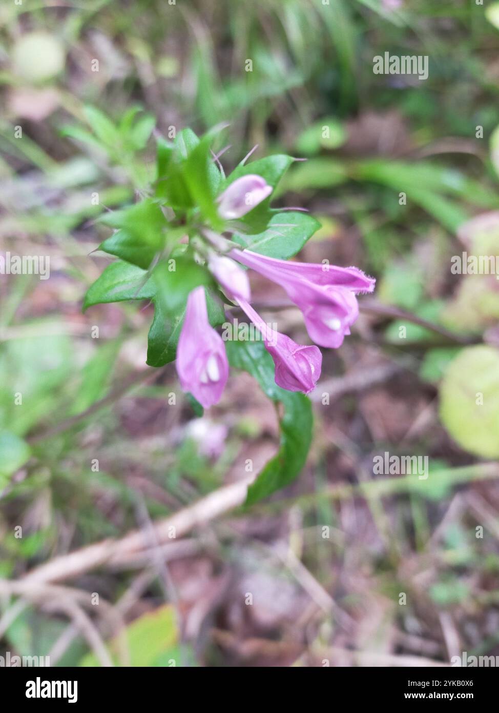 rosy cow-wheat (Melampyrum roseum Stock Photo - Alamy
