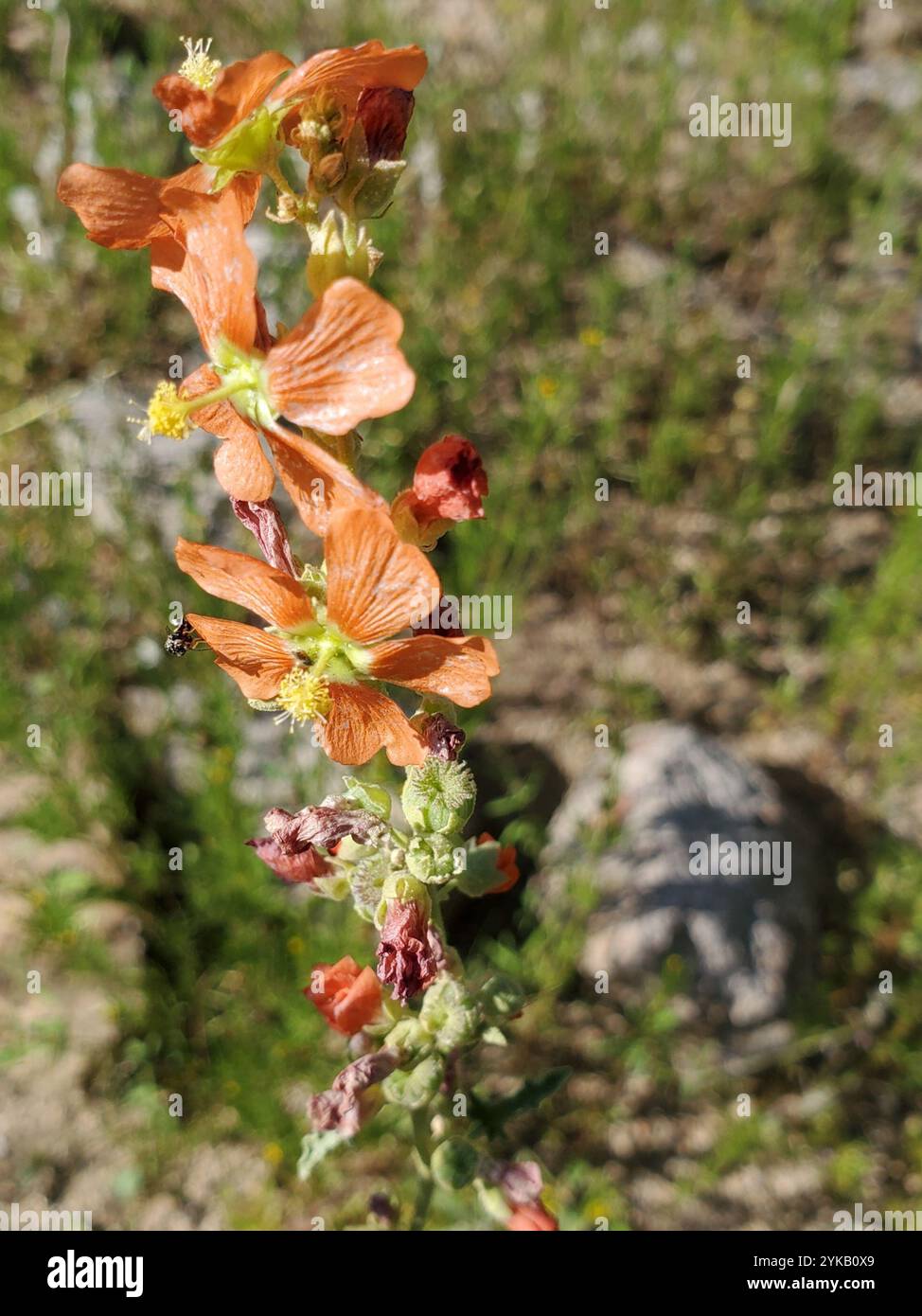 gray globemallow (Sphaeralcea incana Stock Photo - Alamy