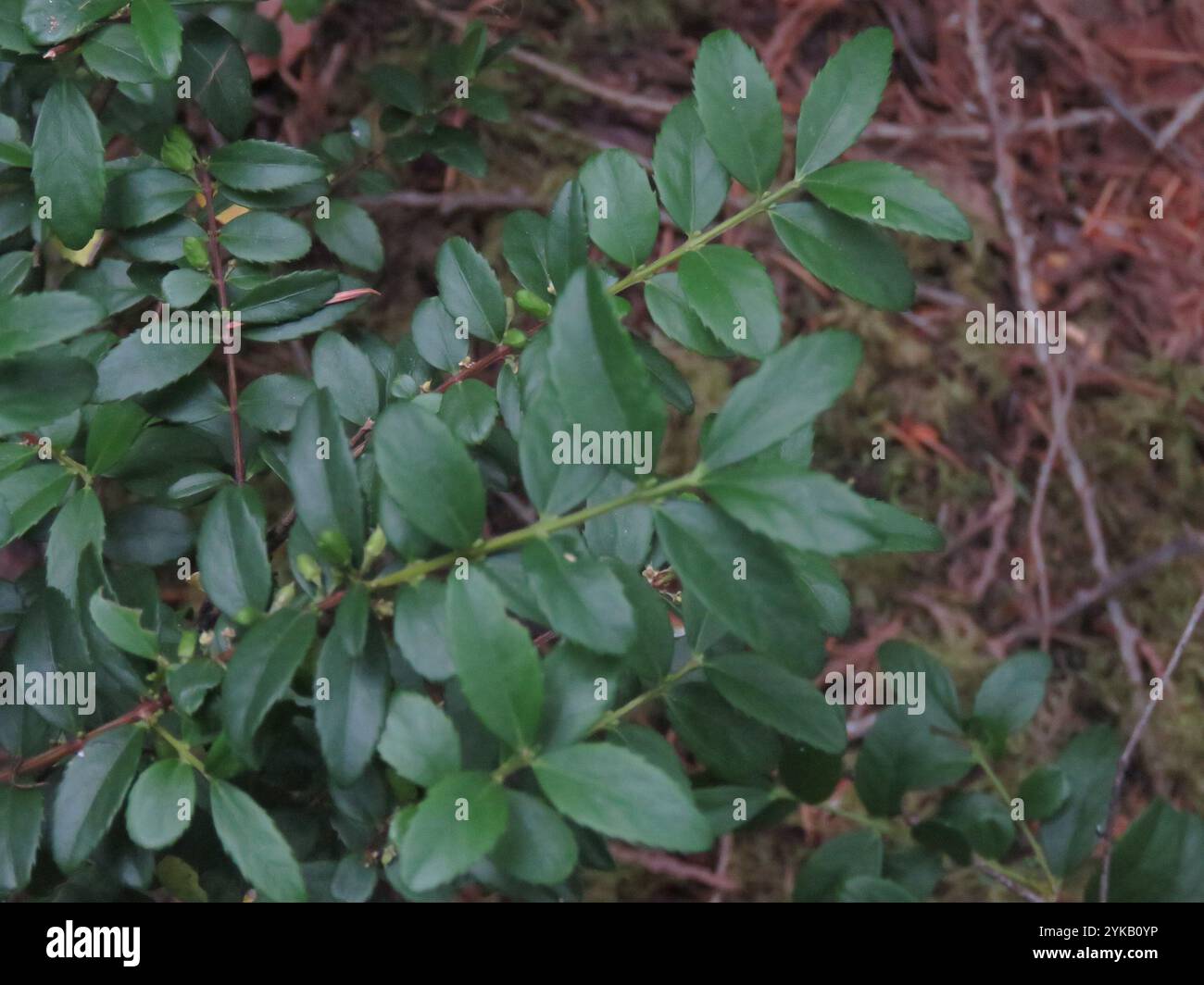 Oregon Boxwood (Paxistima myrsinites Stock Photo - Alamy