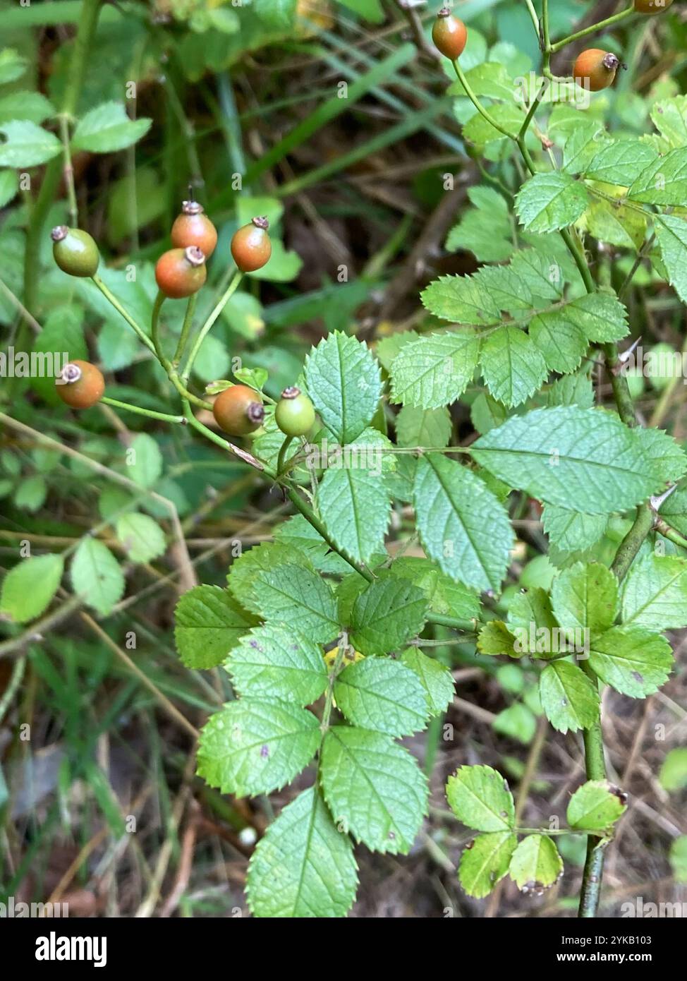 multiflora rose (Rosa multiflora Stock Photo - Alamy