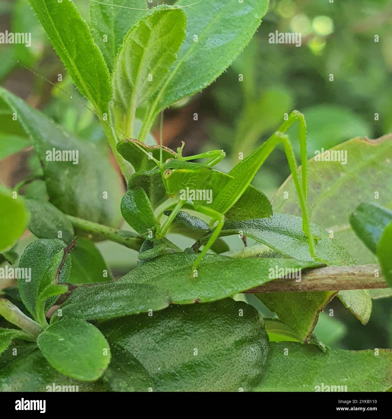 Australian Common Garden Katydid (Caedicia simplex Stock Photo - Alamy